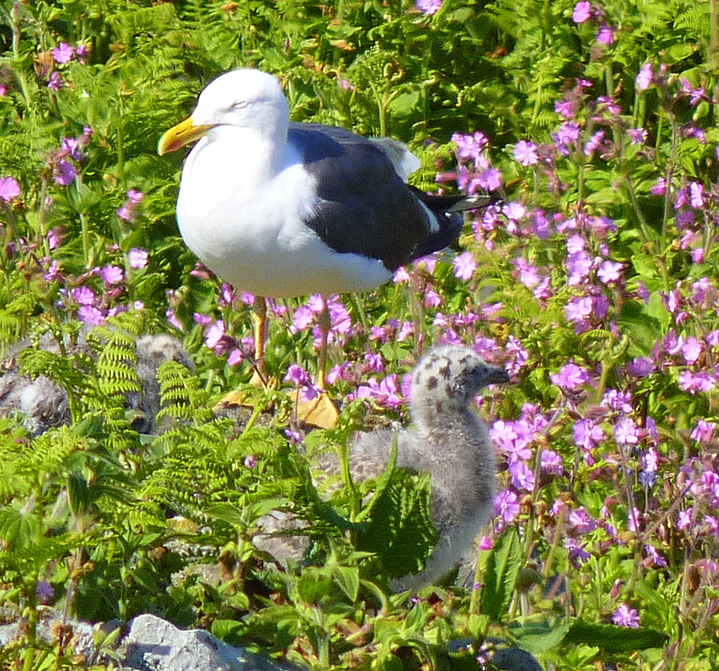 Birding For Pleasure: Copeland Island Visited Part 5