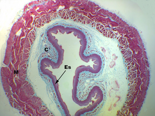 Manual interactivo de tejido epitelial: CUATRO TEJIDOS BÁSICOS EN ...