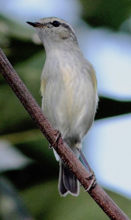 MOUNT ABU BIRDS MY PERSONAL COLLECTION: Greenish Leaf-Warbler Birds of ...
