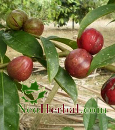 Neo herbal: Manfaat Mahkota Dewa (Phaleria macrocarpa) Untuk Kesehatan
