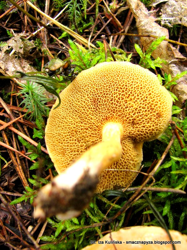 Maślak sitarz | Smaczna Pyza