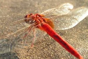 "Bird Poop" of north Texas: Dragonflies and damselflies were here first