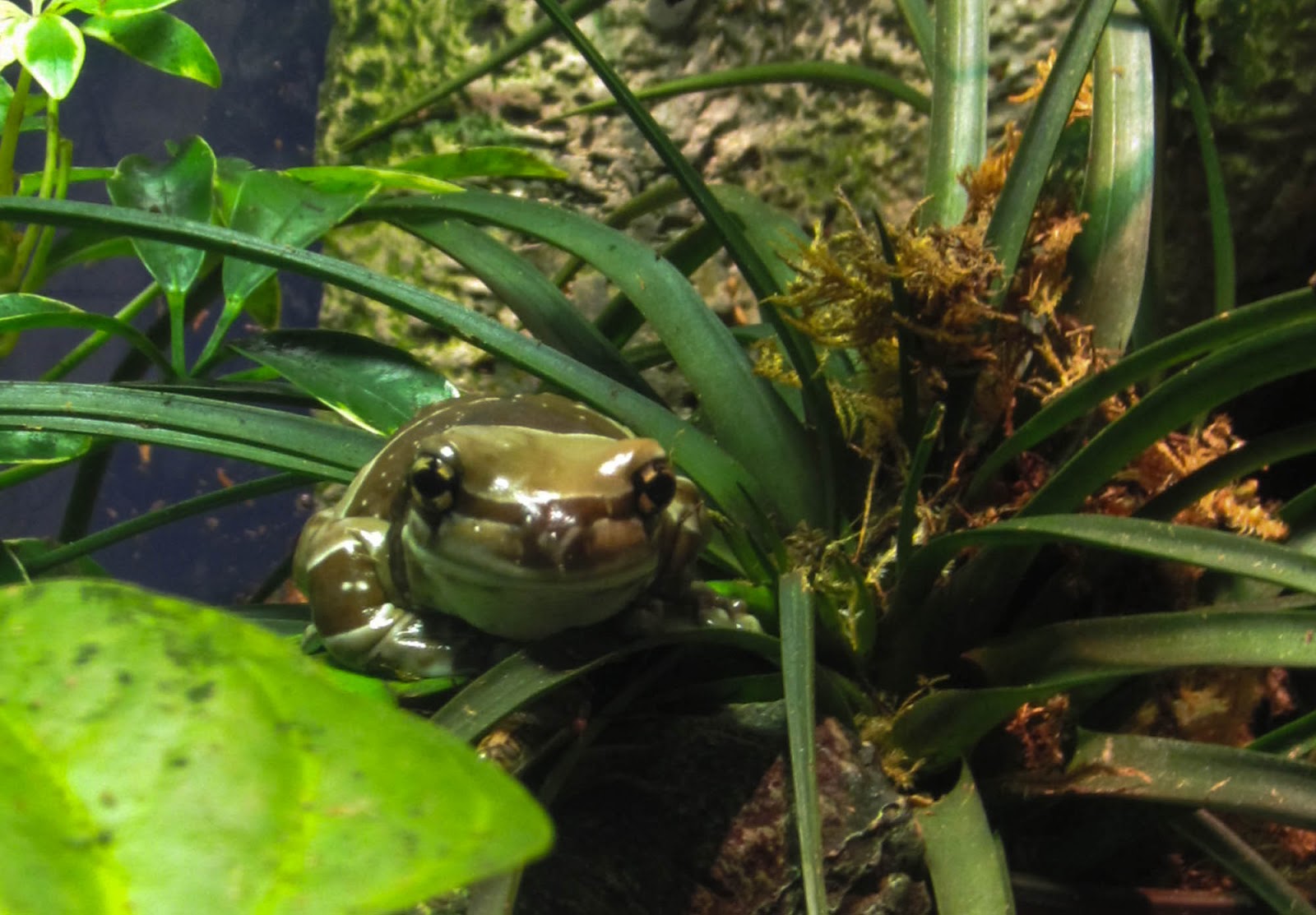 Life with Dylan: Conversations with an Amazon Milk Frog at Aquarium of ...