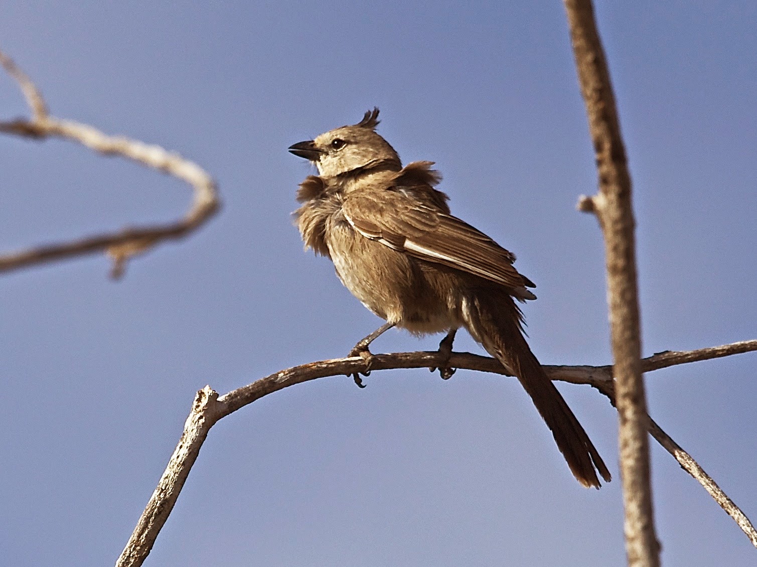 Avithera: Chirruping Wedgebills north of Broken Hill