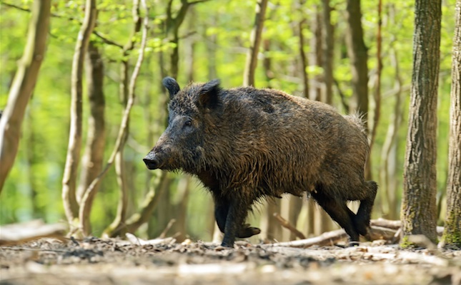 La fauna del Pirineu: El porc Senglar