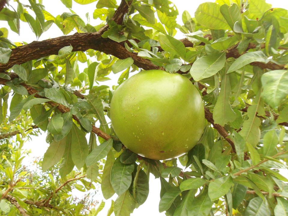 Meu Cantinho Verde: COITÉ, CUITÉ - ( Crescentia cujete )