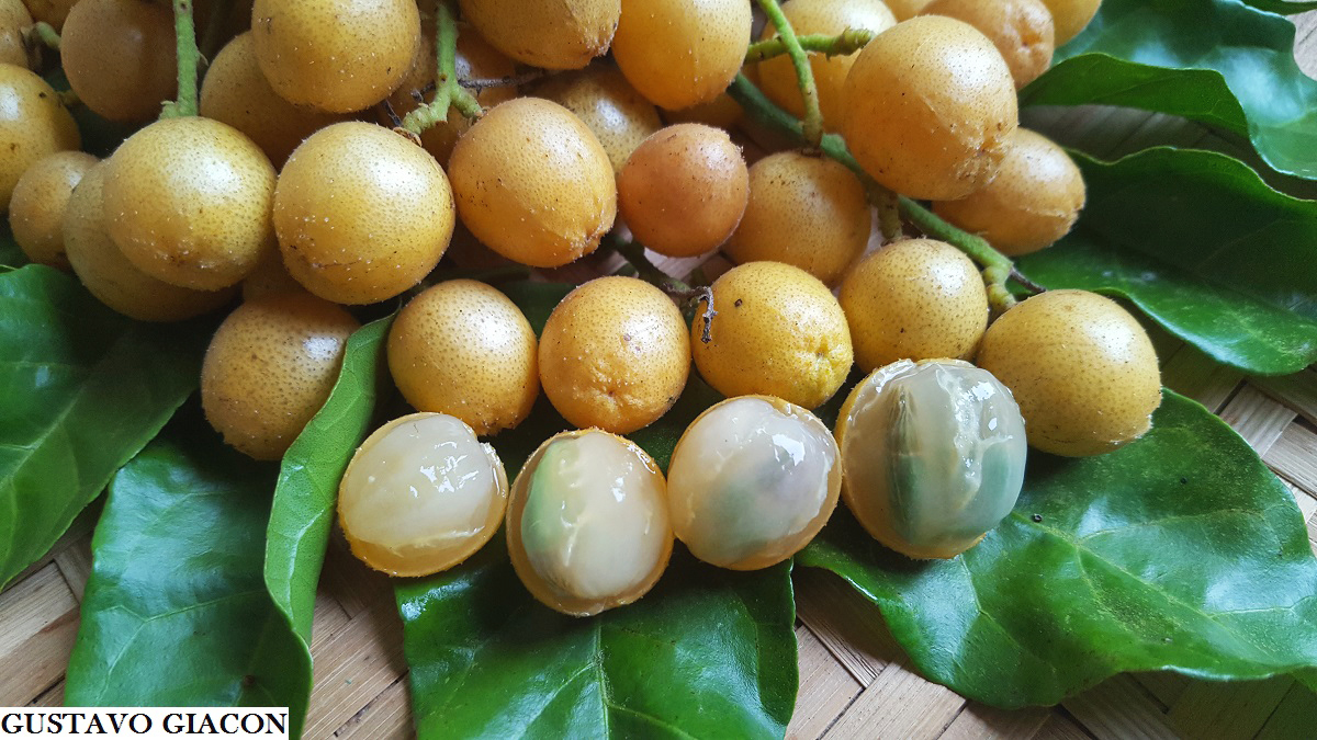 Viveiro Ciprest - Plantas Nativas e Exóticas: Clausena ou Wampi ...