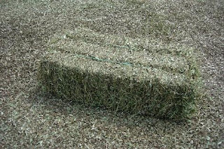 Rainey Ranch Alpacas: Perennial Peanut Hay For Sale