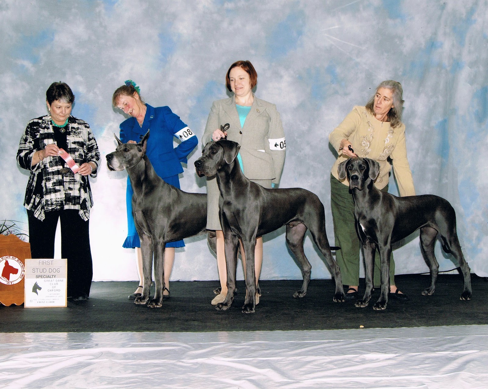Sterling Great Danes: High Achievers