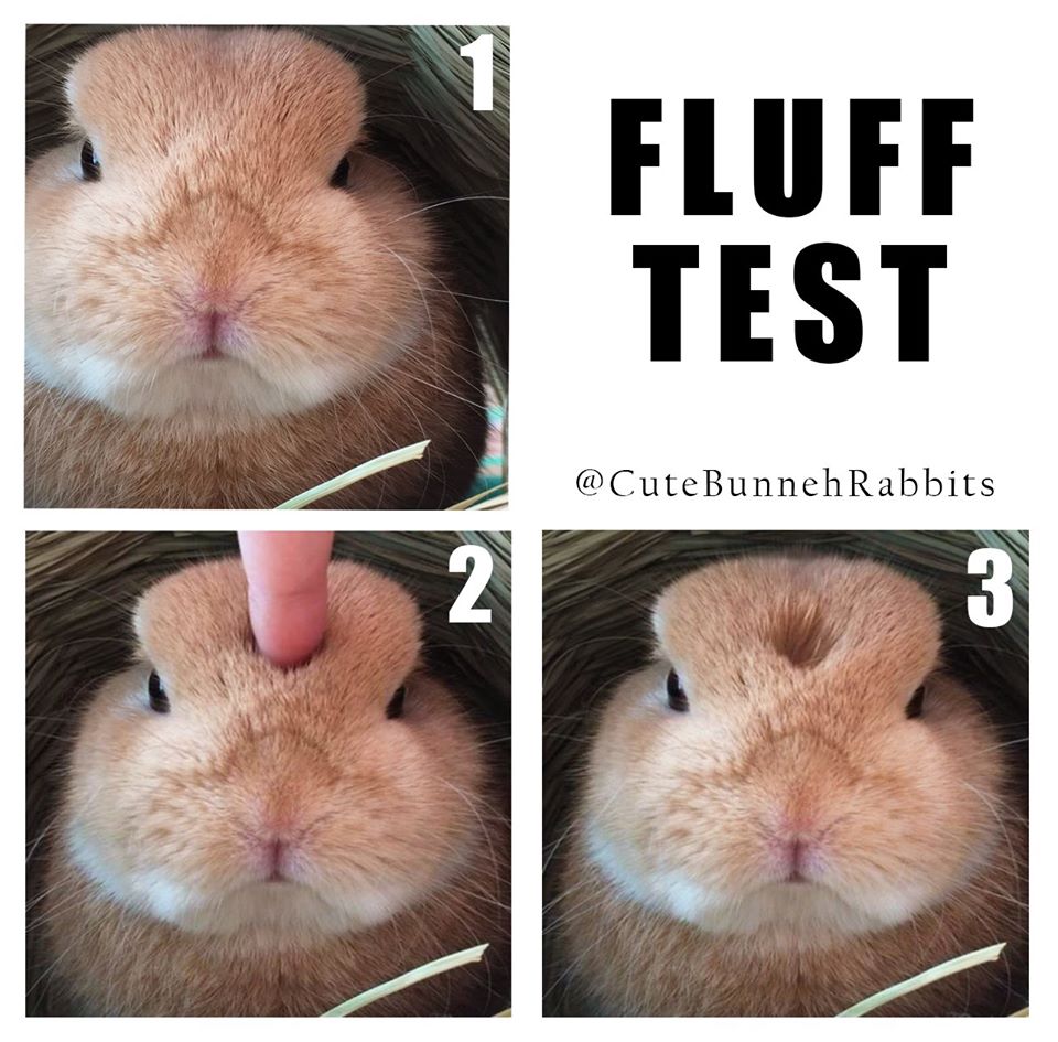 Rabbit Ramblings: Funny Bunny Memes