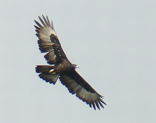 EKOGEO: JENIS - JENIS BURUNG ELANG DI INDONESIA