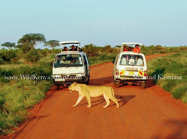 WILD KENYA SAFARIS - Kenya Safaris, Diani Beach Safaris, Mombasa ...