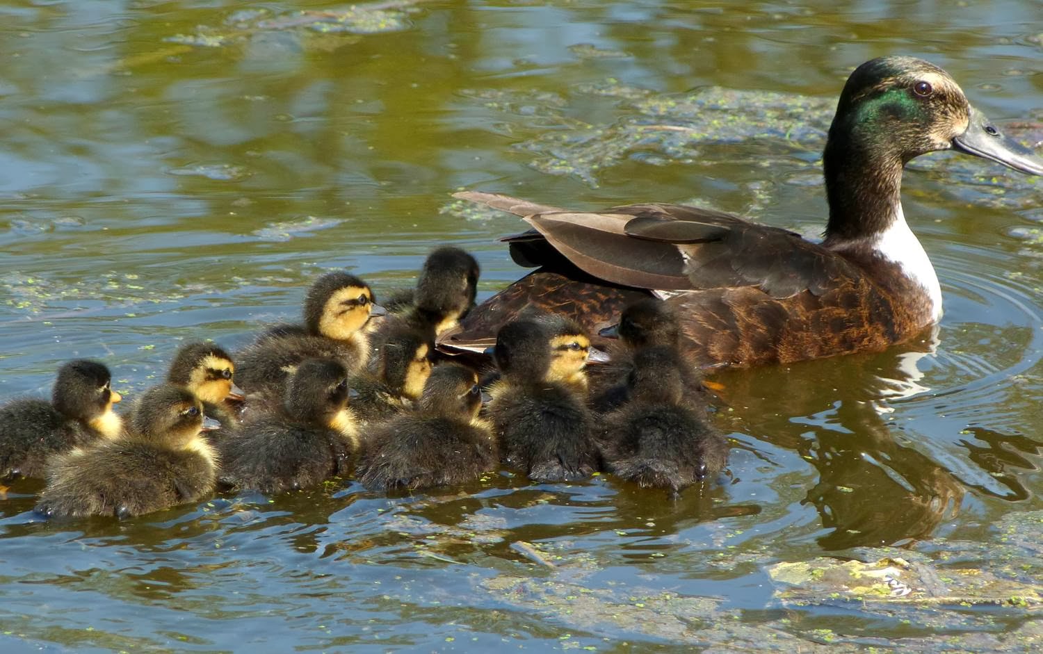 Beasts in a Populous City: The continuity of ducks and the uncanniness ...