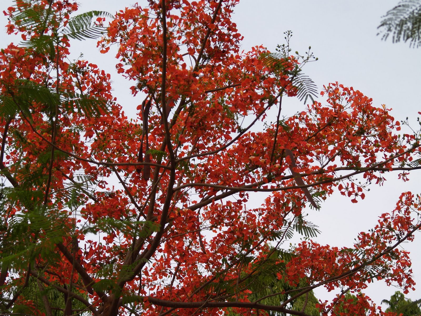 PhotographicCollection: Gulmohar in Full Bloom