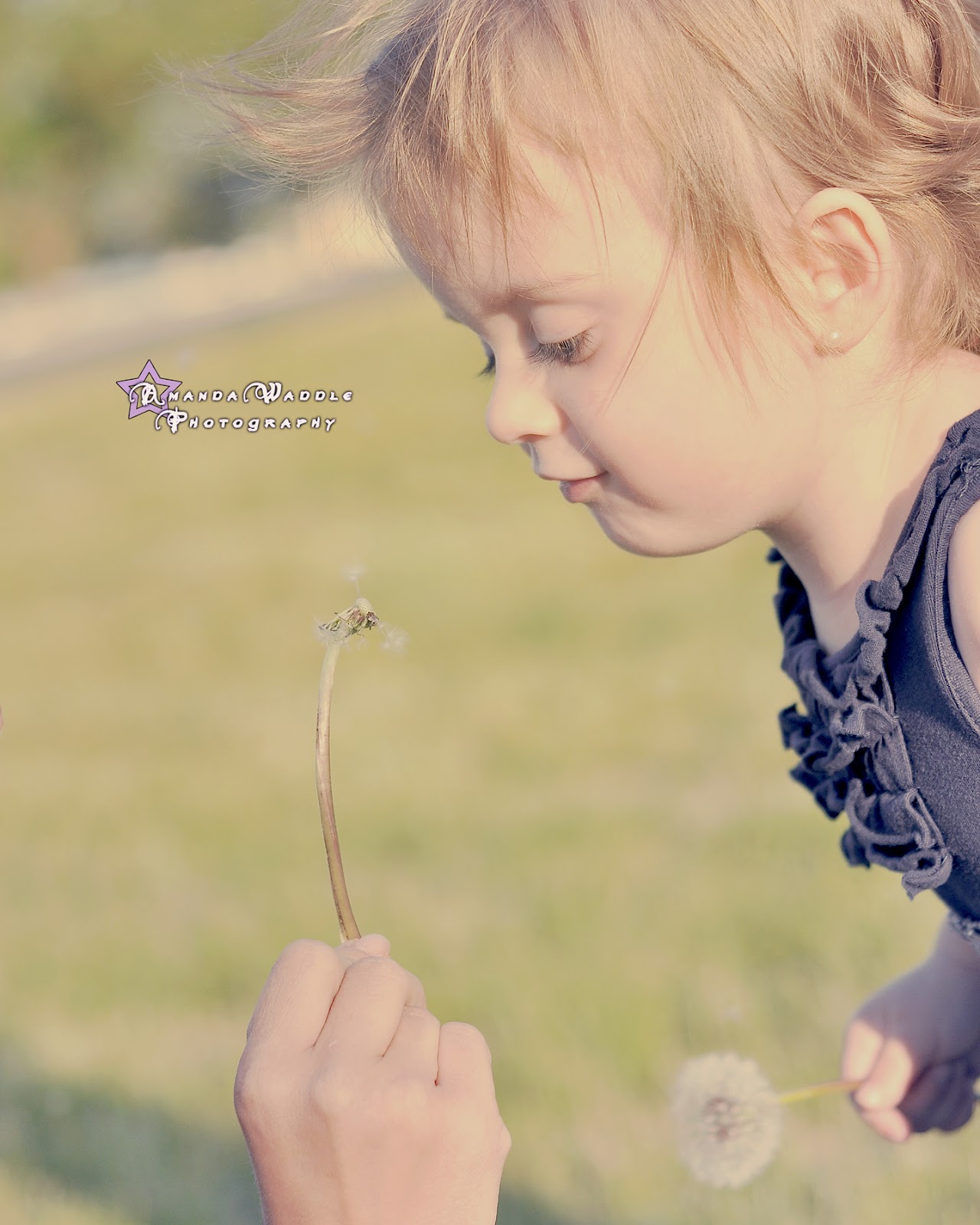 Amanda Waddle Photography