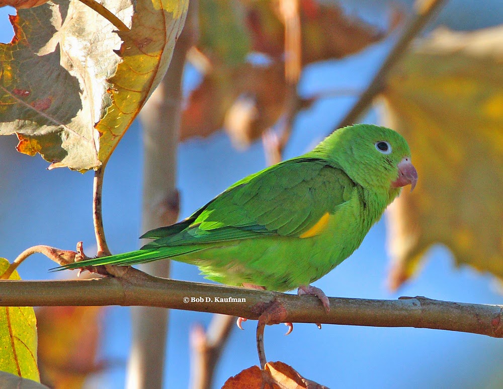 TWO BIRDERS TO GO: The Parrots of Southern California