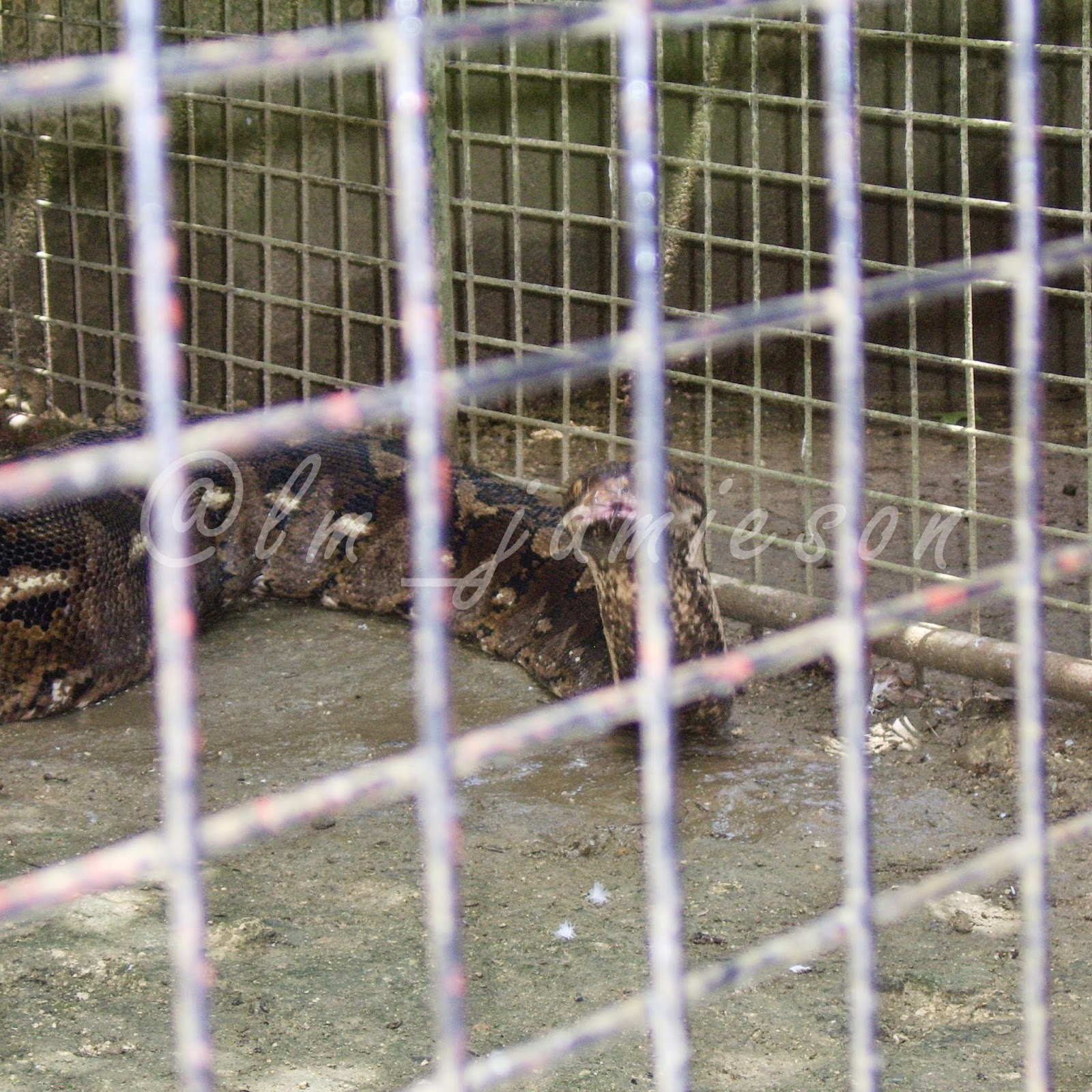 Lin-Marie Jamieson: May 2015