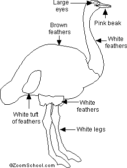 Fowler Ramp Up Research Project: Ghofran Abdulmueen (OSTRICH)