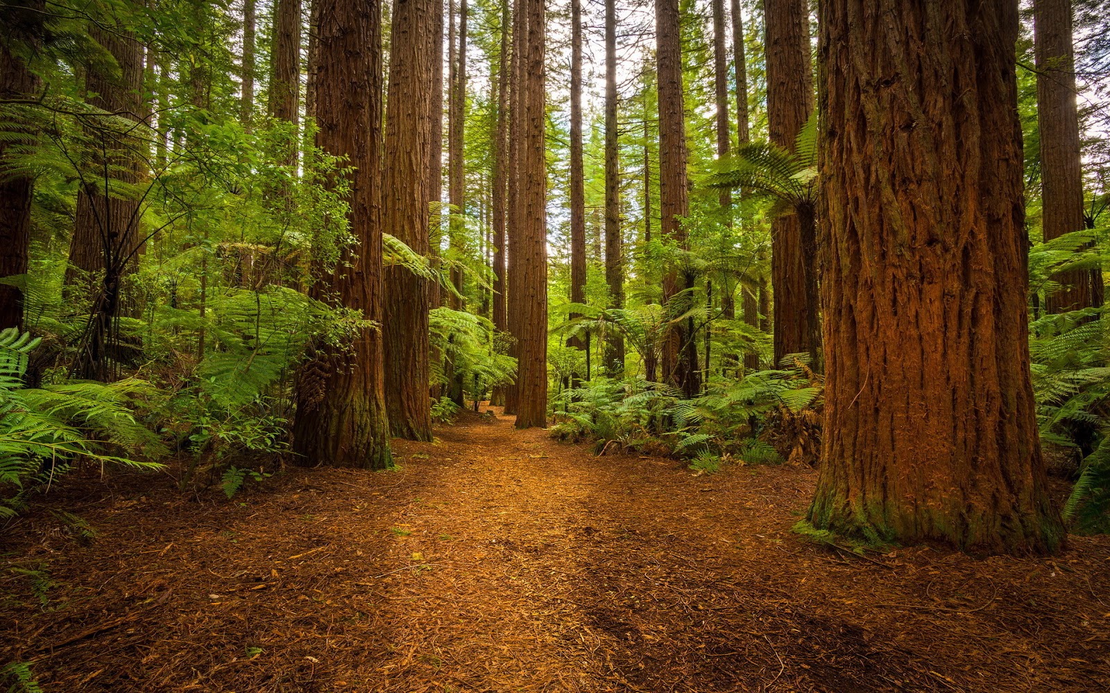 Oudh Noire by West Third Brand