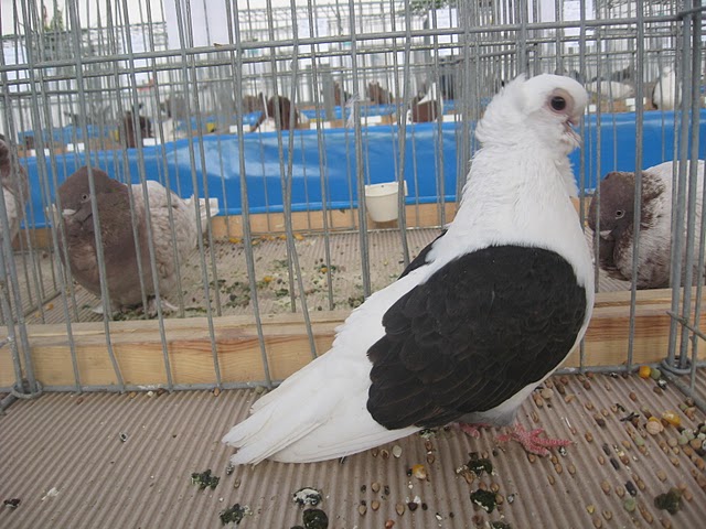 Polish Owl Pigeons ( Mewka Polska ) - Pigeons fall