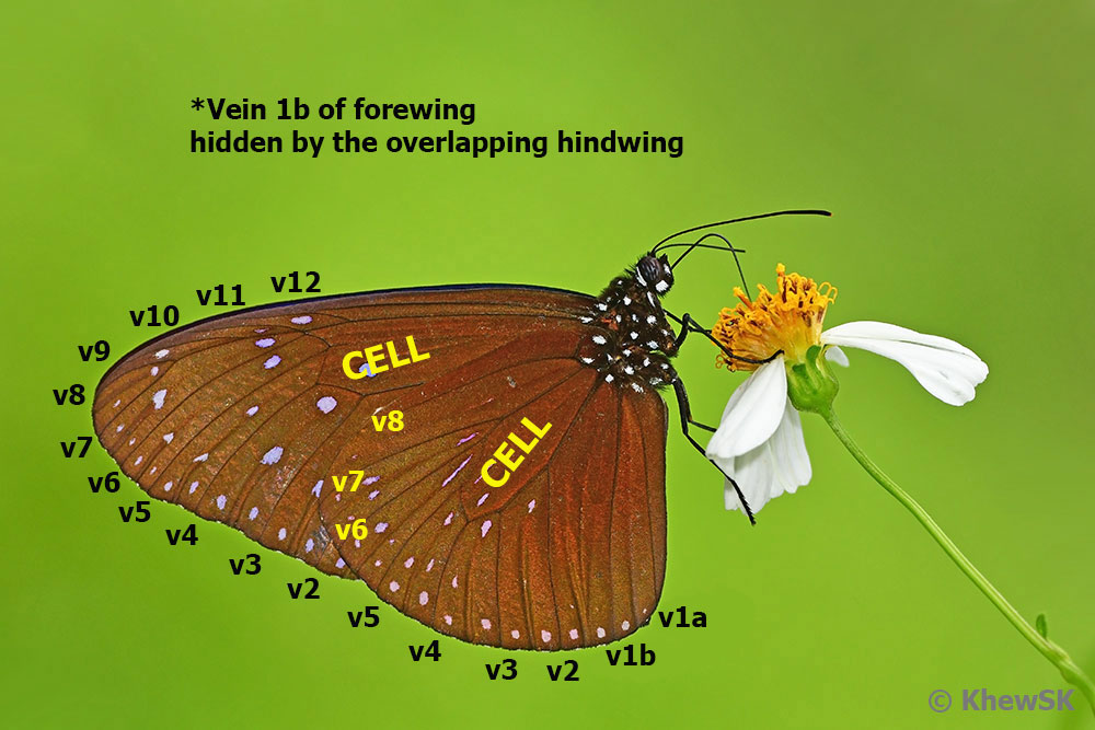 Butterflies of Singapore: Butterfly Anatomy : Part 2