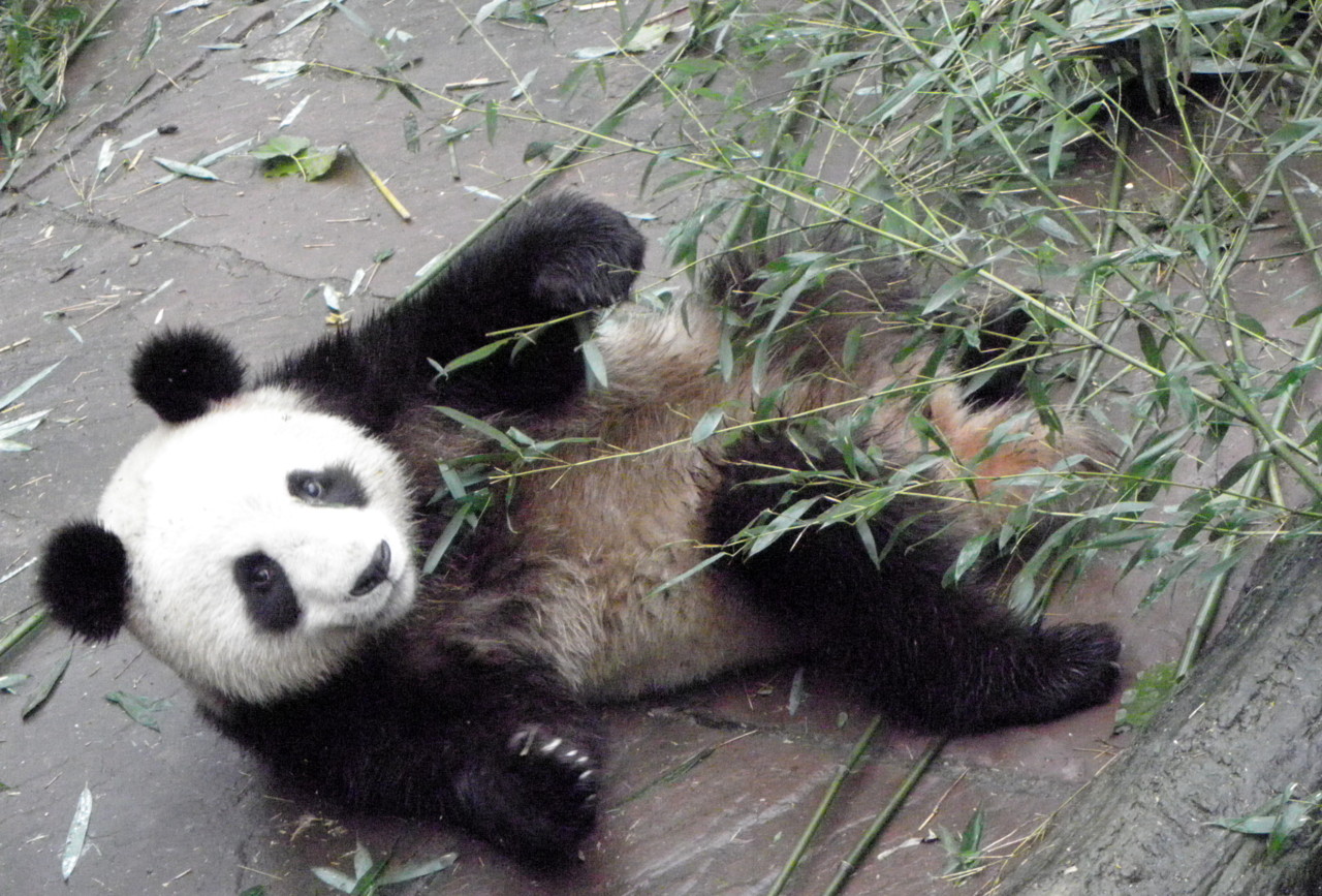 ANIMALS WALLPAPERS: panda cool facts, panda cool stuff ,china panda ...