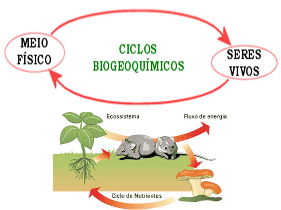 CICLOS BIOGEOQUÍMICOS