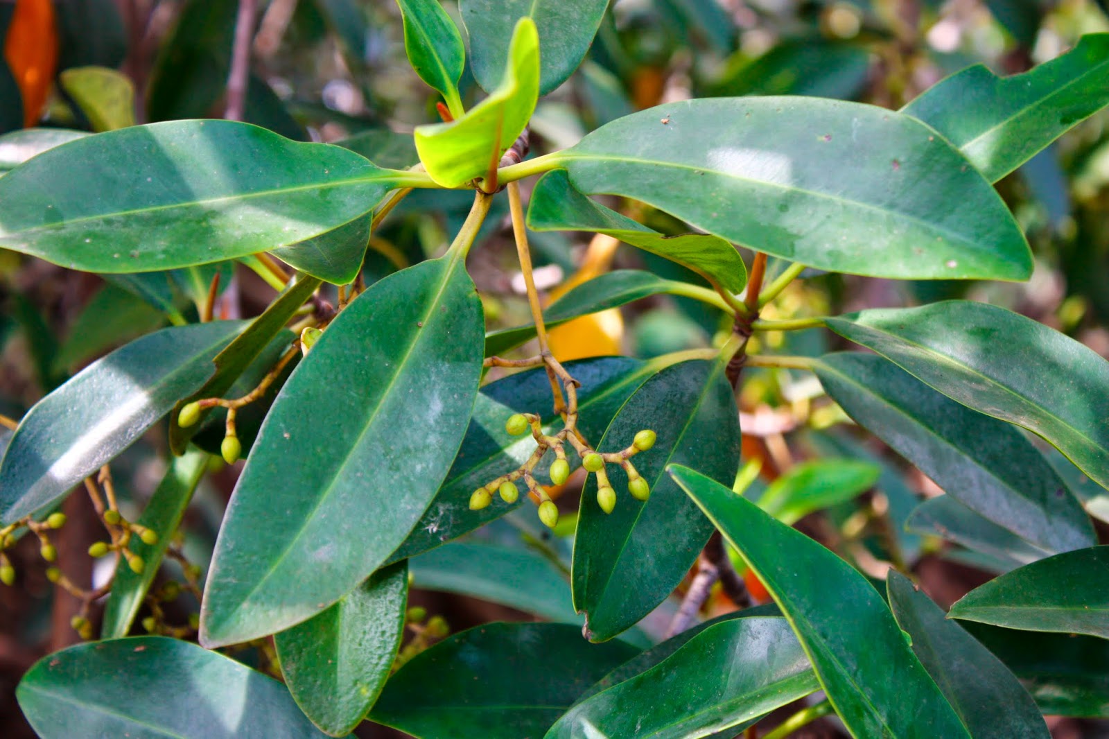 Koopman's Botanica: Rhizophora mangle – Rode Mangrove