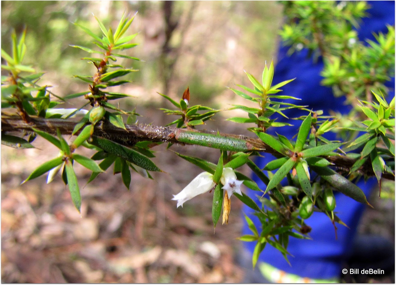 Sydney's Wildflowers and Native Plants: Leucopogon juniperinus ...