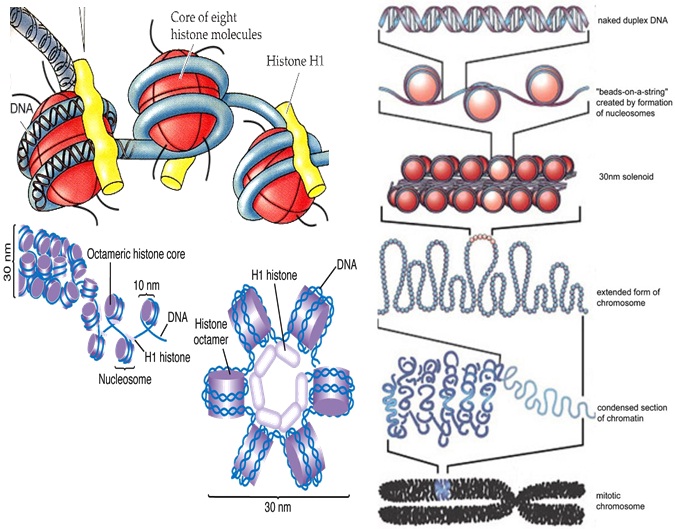 EL BLOG DE 4º ESO DE BIOLOGÍA Y GEOLOGÍA: CROMATINA, CROMOSOMA Y CROMÁTIDAS