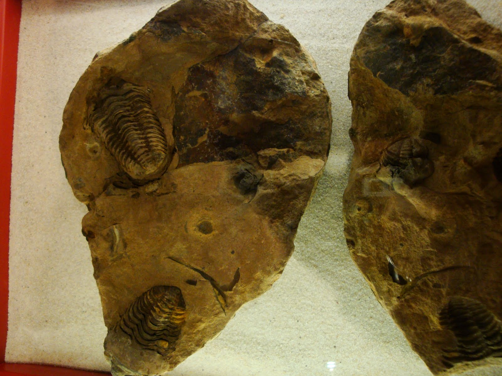 GEALOGIA: LA EXPLOSIÓN EVOLUTIVA DEL CÁMBRICO