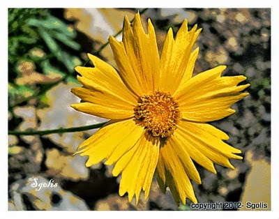 Yard and Garden Secrets: Growing Coreopsis for Sun Gardens