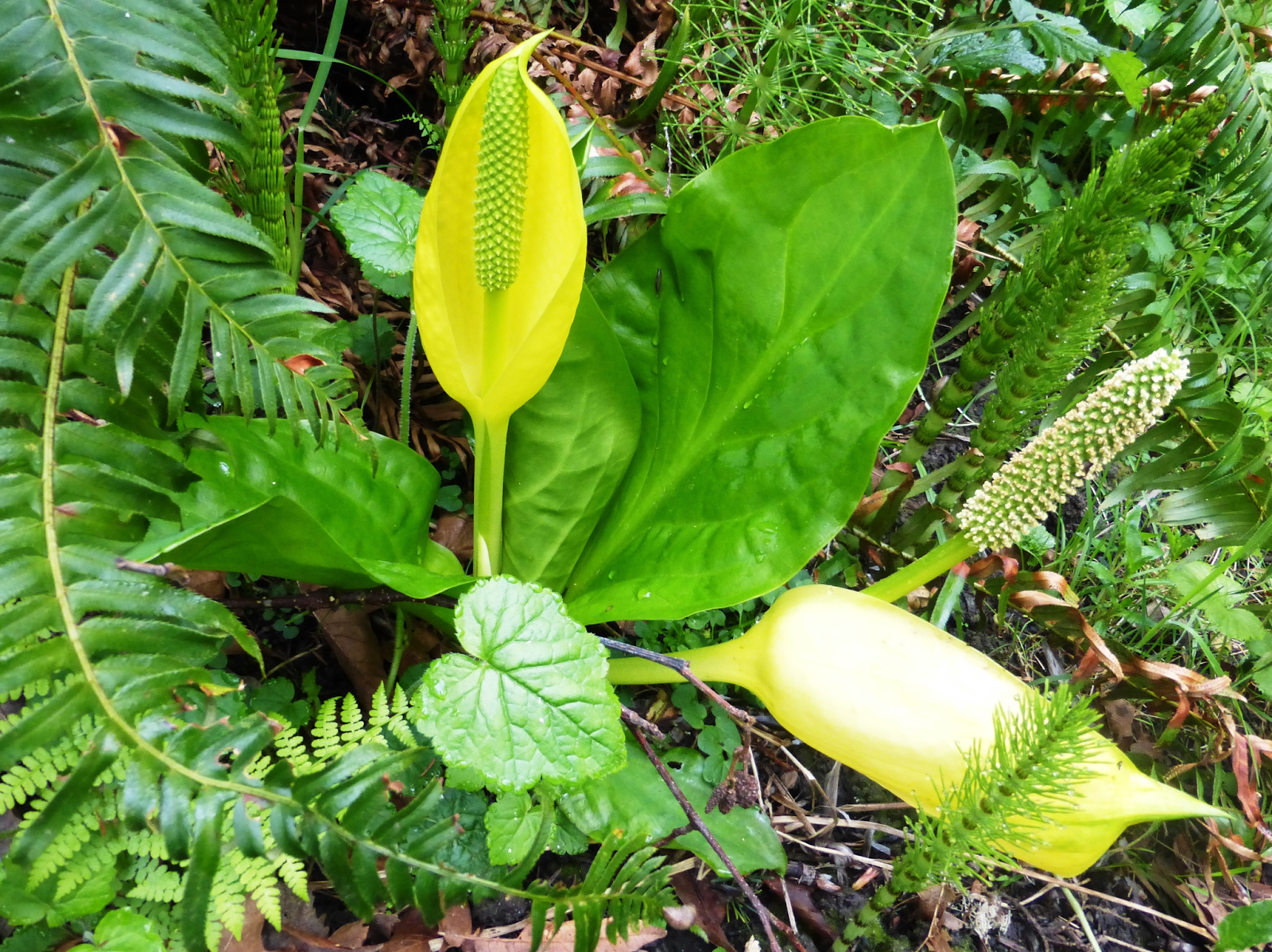 Shoreline Area News In The Garden Now Western Skunk Cabbage