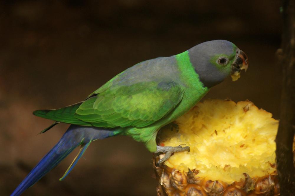 Alu Girawa - Layard's Parakeet (Psittacula calthropae)