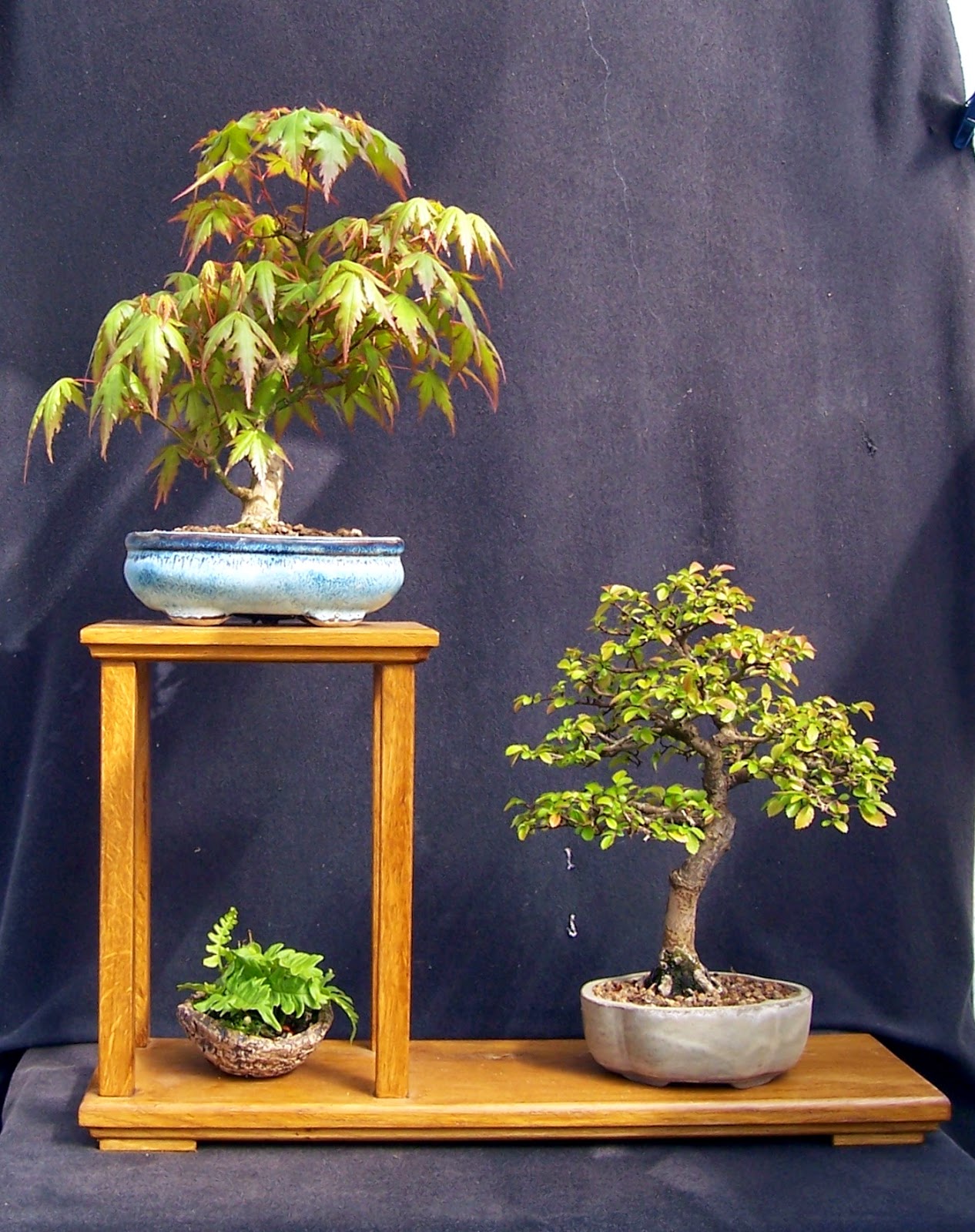 MiKo Bonsai: April 2014