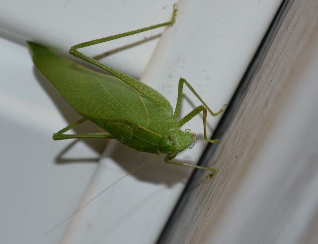 Woods Walks and Wildlife: September 2011