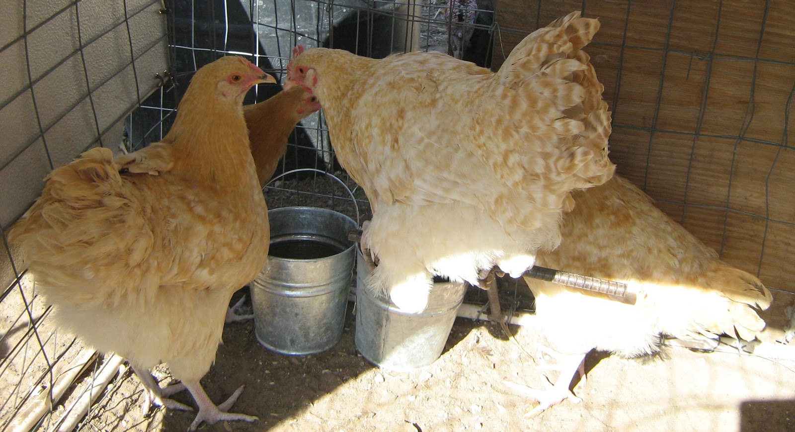 Vivian Evans Tranquility Farm: English Lemon Cuckoo Orpingtons