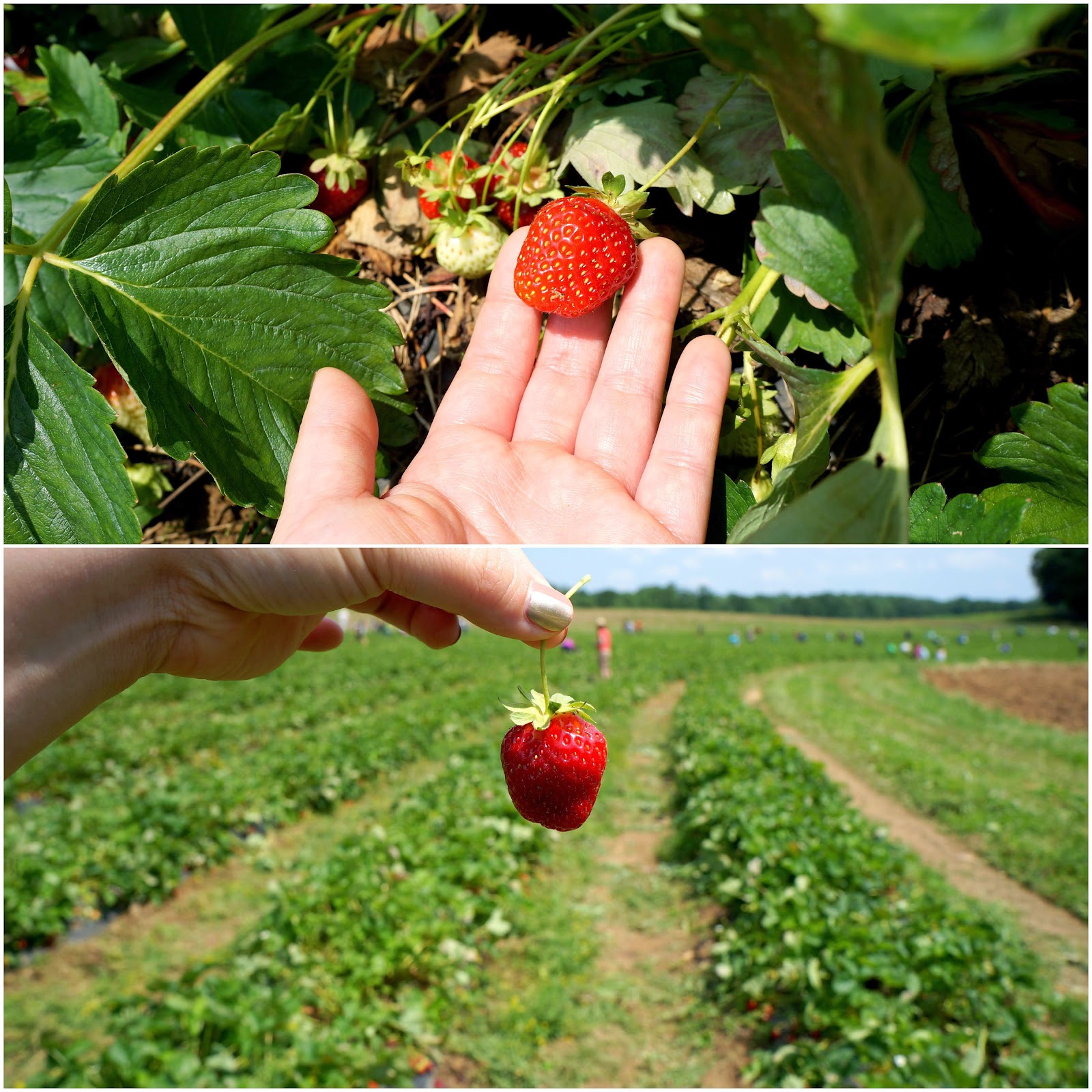 Strawberry Picking