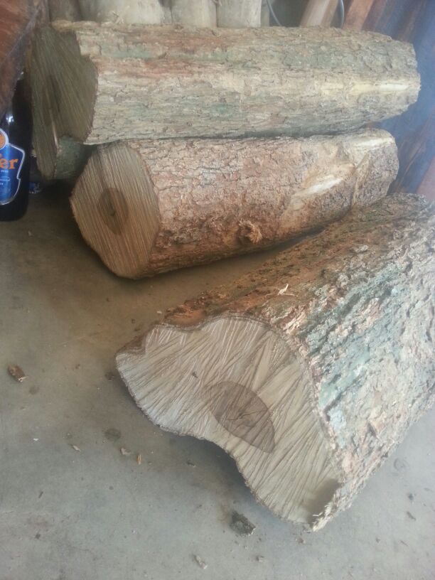 Kayu Warisan Malaysia: Kayu kemuning emas untuk dijual