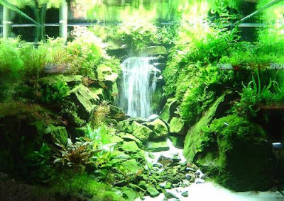 10 Aquascape Waterfall Yang Unik dan Menawan - Dunia Akuarium