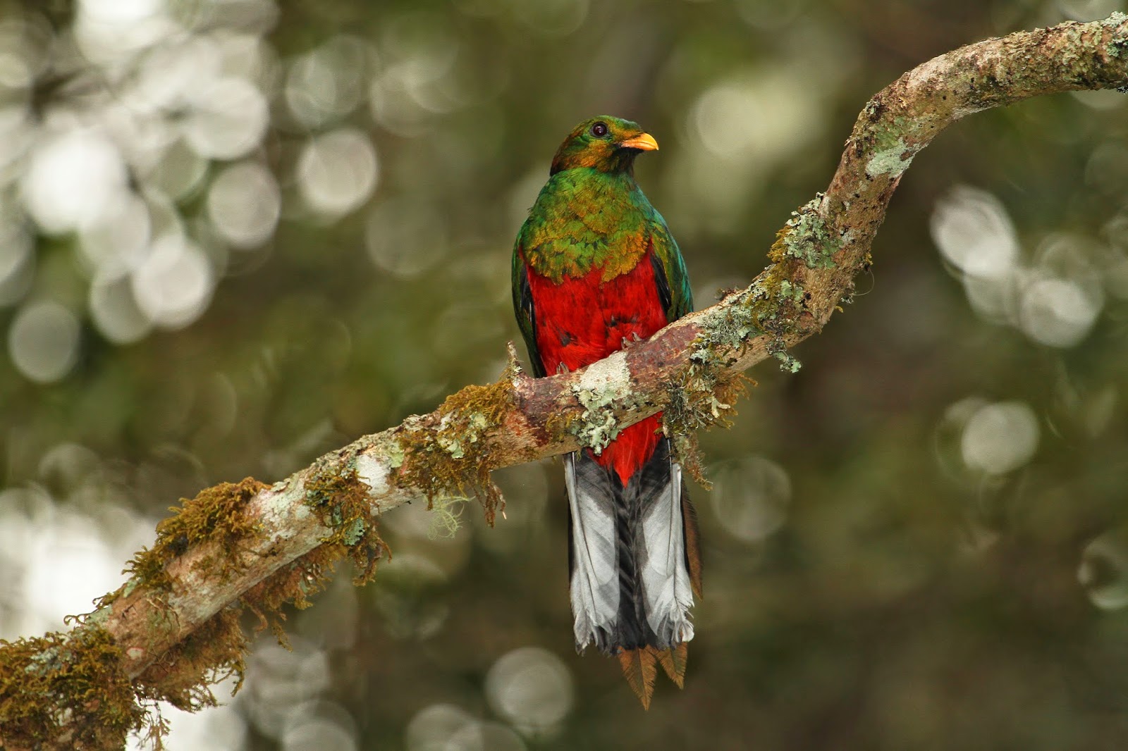 Nuestro bello mundo...: White-tipped Quetzal, male, Pharomachrus ...