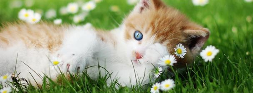 My India FB Covers: Kitten - Animal FB Cover