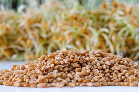 Wheat Berries and Sprouting