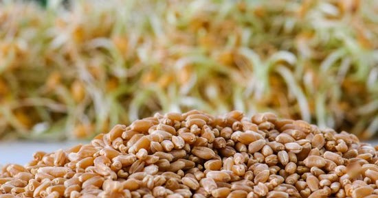 Wheat Berries and Sprouting