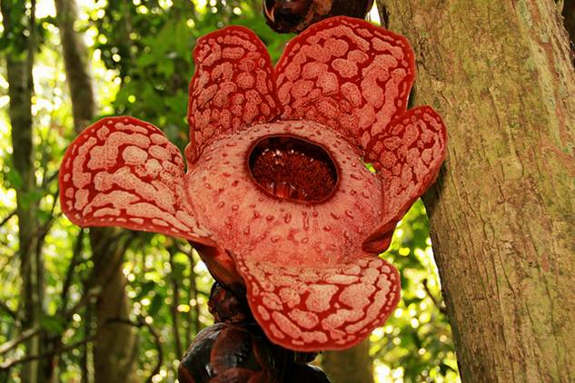 Rafflesia - Tree Directory