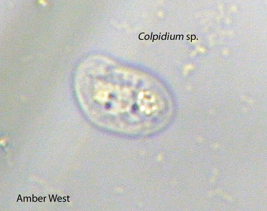 What a Wonderful Microlife