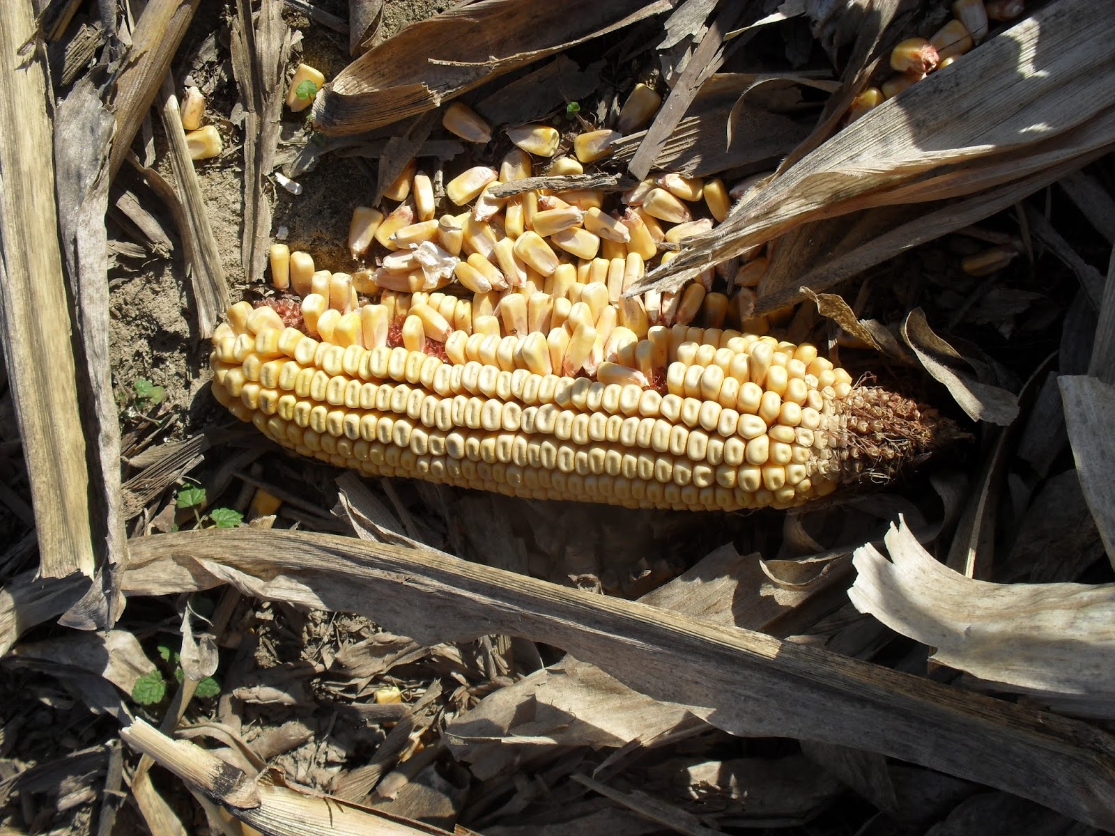 The Perennial Agriculturalist: catastrophic sexual mutation