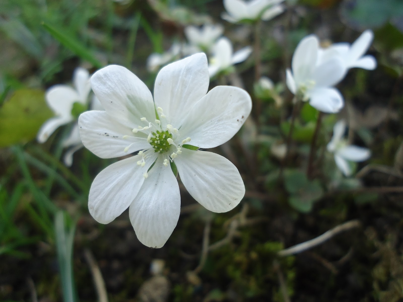 The Gardens at Barnsley House: Ed's Gallery