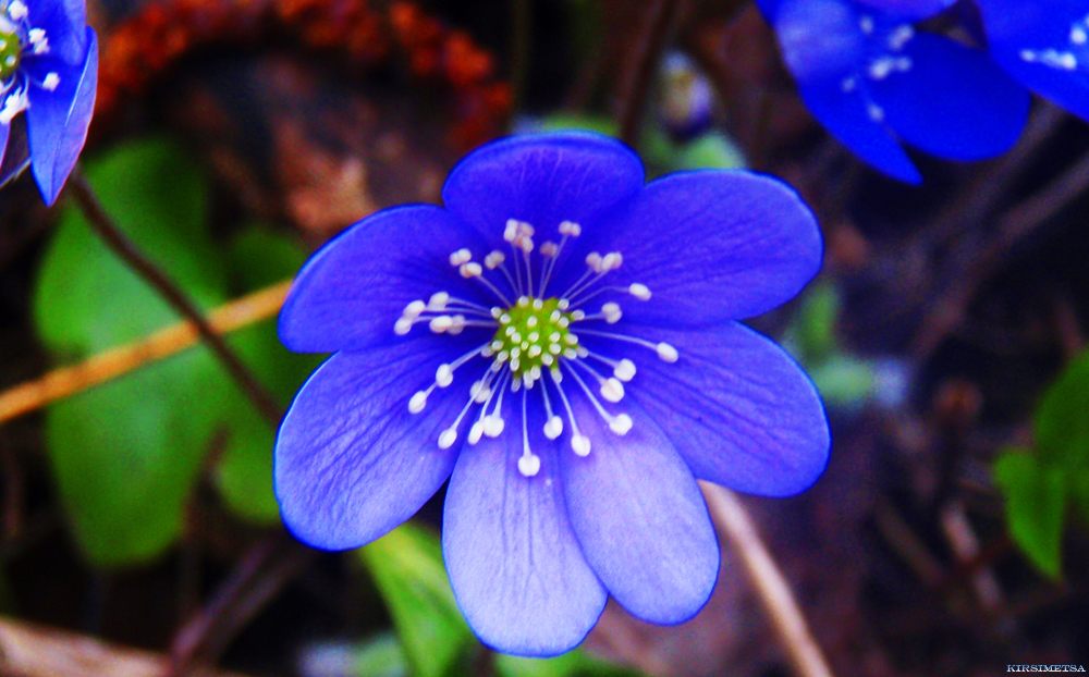 One Glance At The Time: Sinilill /Hepatica
