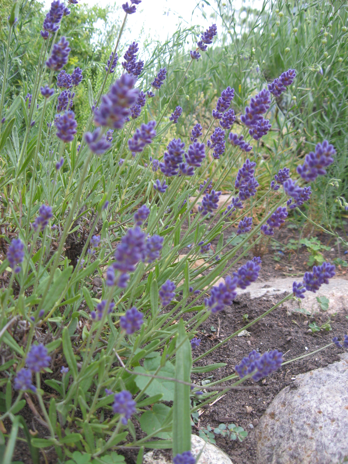 joy for grace: Sweet Lavender